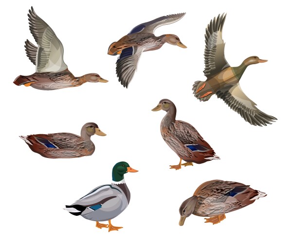 Duck Vector Images (over 61,000)