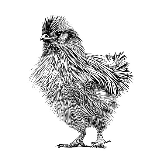 Hen Outline Vector Images (over 6,100)