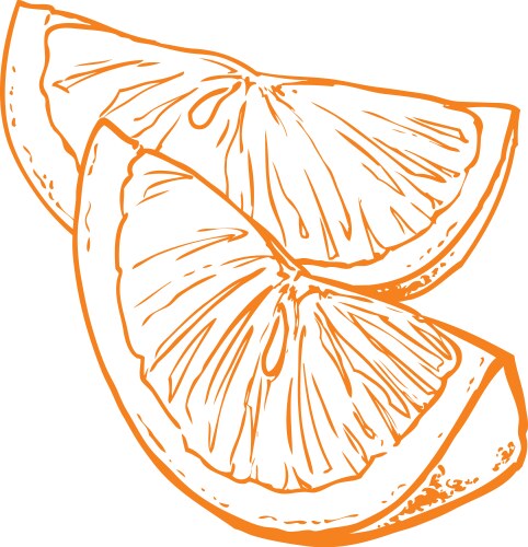 Continuous line orange citrus tropical fruit Vector Image
