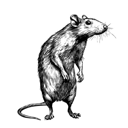 Rat Outline Vector Images (over 5,800)
