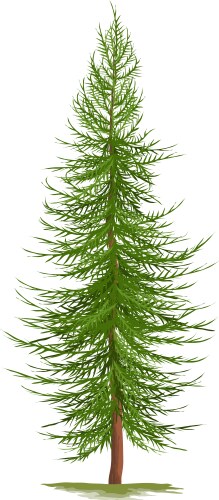 Realistic pine trees set Royalty Free Vector Image