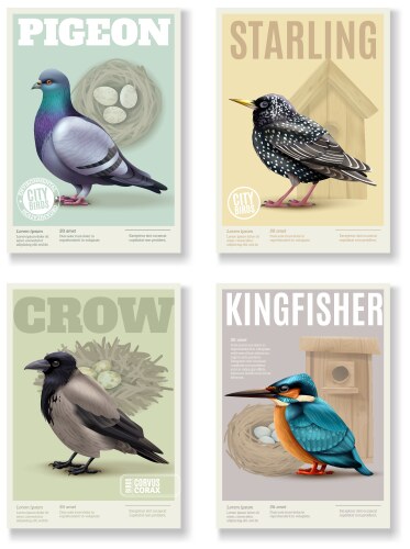 Finch bird set Royalty Free Vector Image - VectorStock