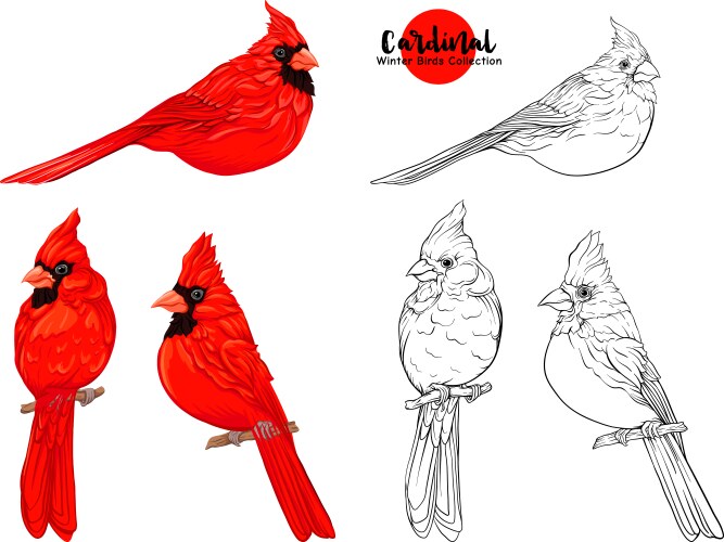 Cardinal Outline Vector Images (over 780)