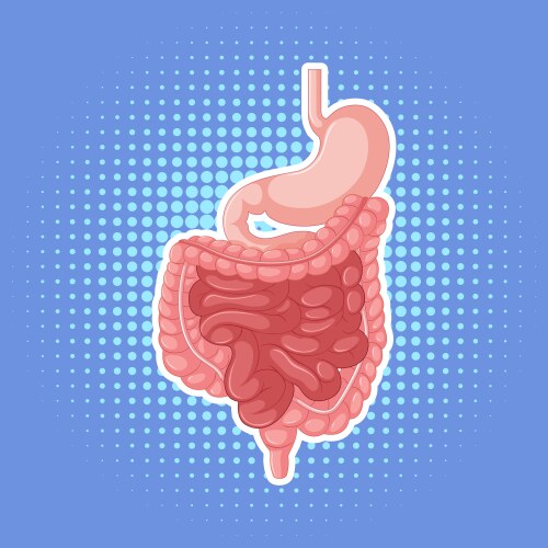 Small Intestine Cartoon Vector Images (over 750)