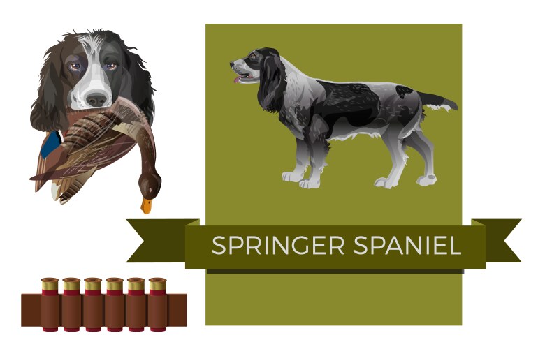 English springer spaniel Royalty Free Vector Image