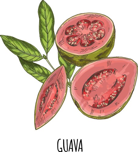 Guava Vector Images (over 4,700)