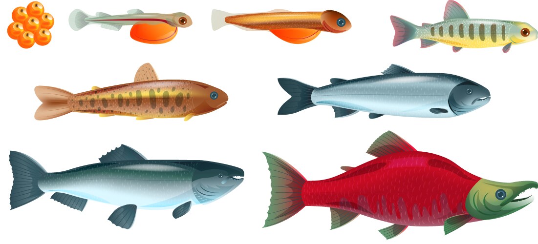 Life cycle of butterfly realistic set Royalty Free Vector