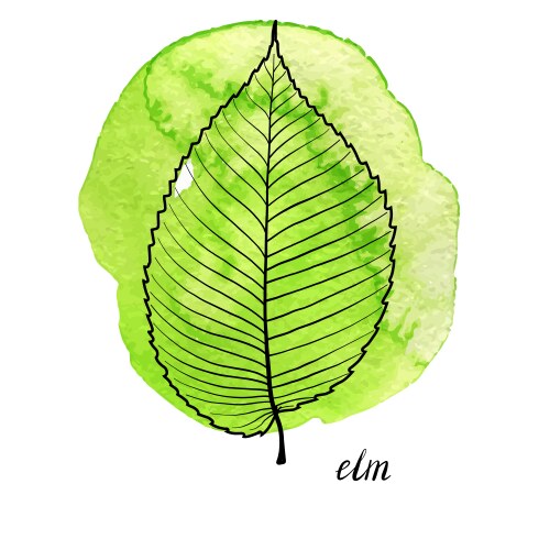 Elm Tree Vector Images (over 2,100)