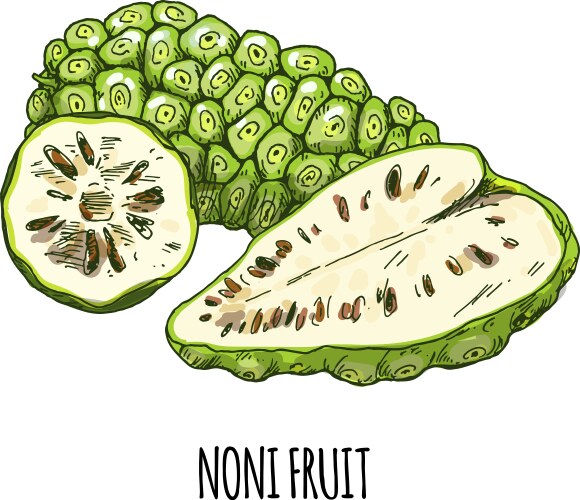 Noni fruit cartoon icon Royalty Free Vector Image