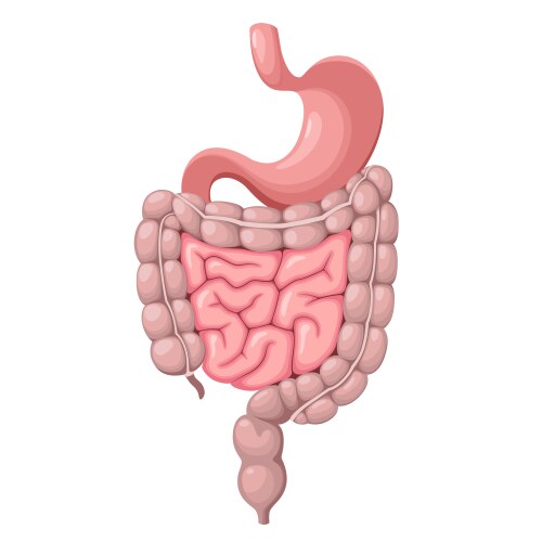 Healthy Appendix Cartoon Vector Images (over 180)