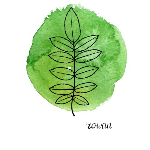 Rowan Tree Vector Images (over 7,700)