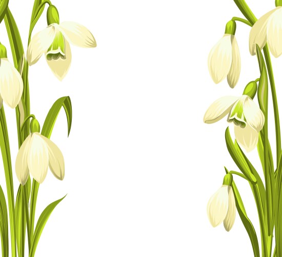 Snowdrop flowers Royalty Free Vector Image - VectorStock