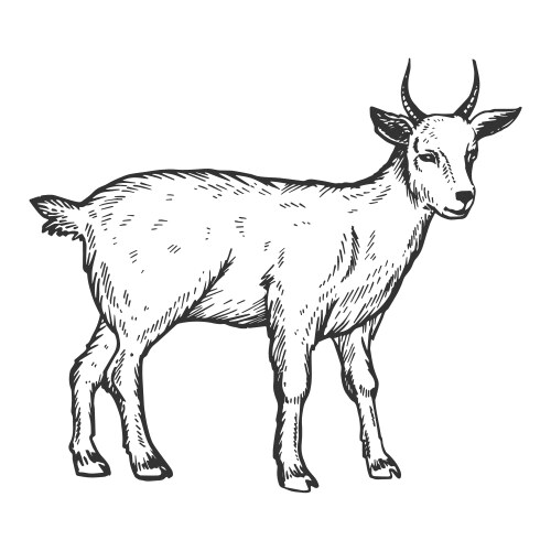 Goat Vector Images (over 38,000)