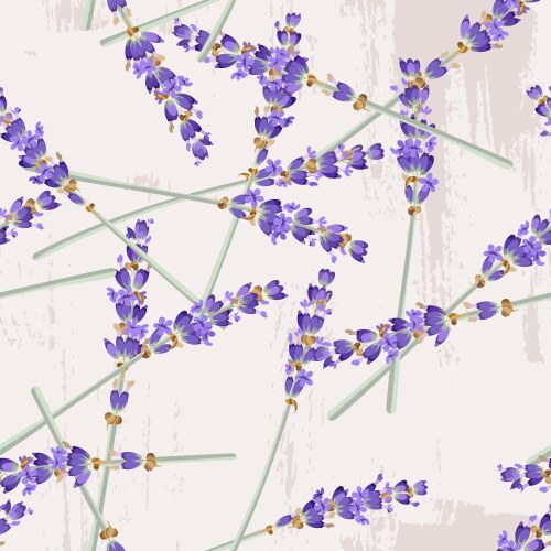Lavender flowers seamless pattern Royalty Free Vector Image