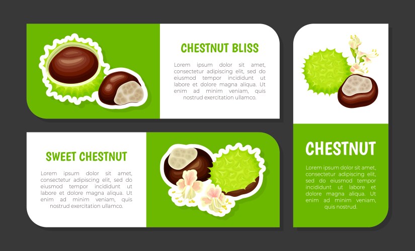Chestnut banner design with brown kernel in green Vector Image