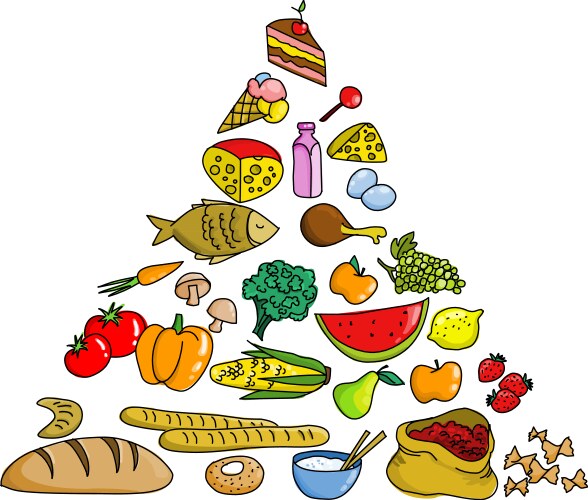 Food pyramid Royalty Free Vector Image - VectorStock
