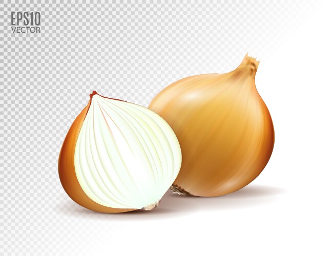 Onion Vector Images (over 61,000)