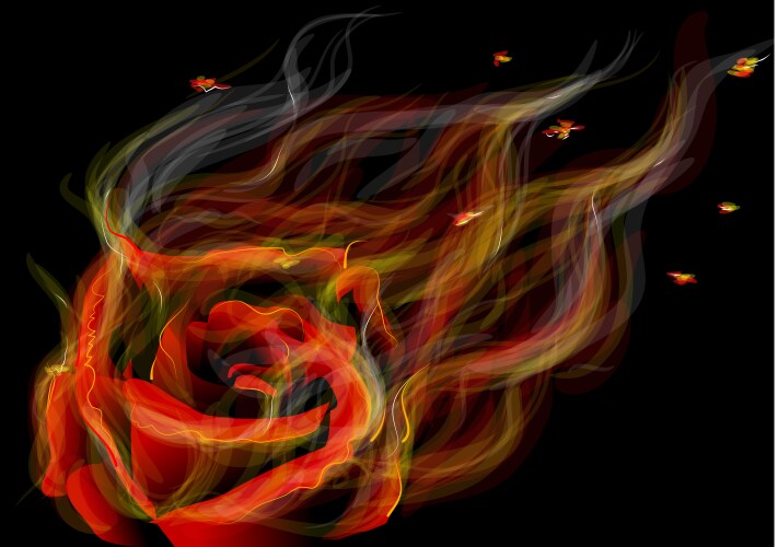 Blooming fire rose Royalty Free Vector Image - VectorStock
