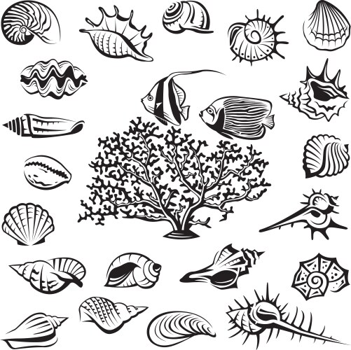 Seashells Vector Images (over 36,000)