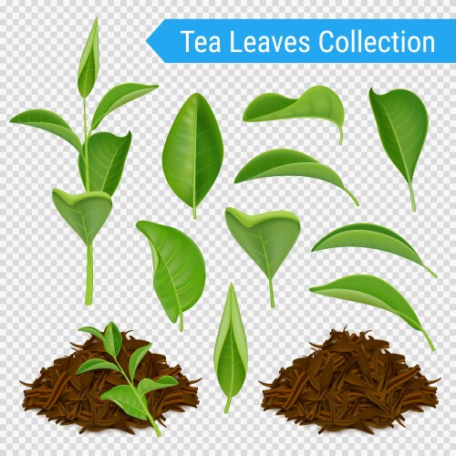 Tea Leaves Vector Images (over 19,000)