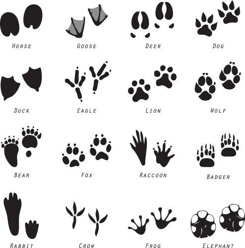 Animal footprint seamless pattern Royalty Free Vector Image