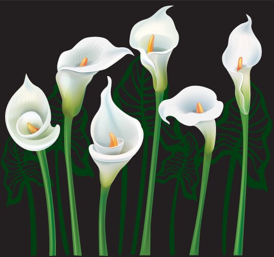 Calla Vector Images (over 2,800)