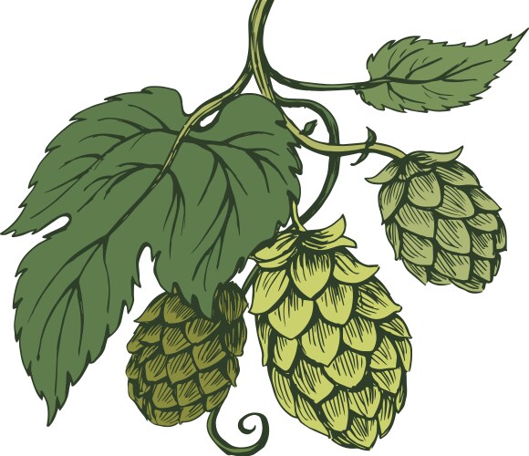 Hops Vector Images (over 52,000)
