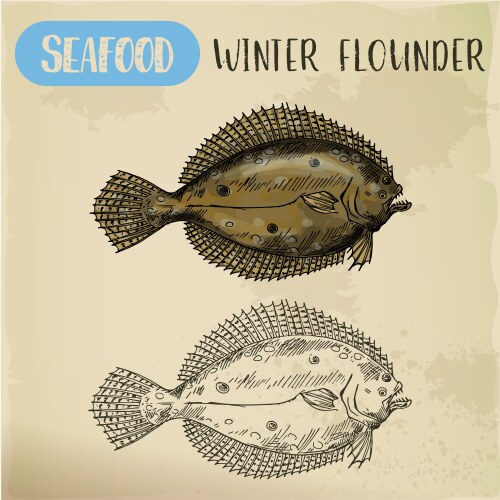 Flounder Vector Images (over 1,900)