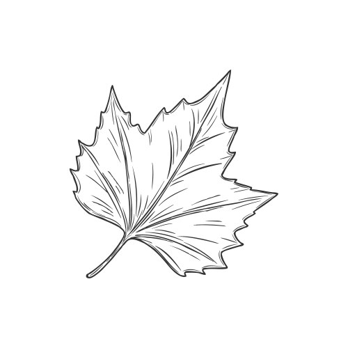 Maple Leaf Cartoon Vector Images (over 10,000)
