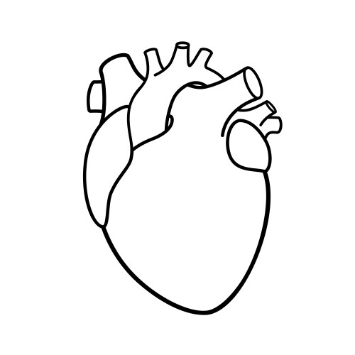 Real Human Heart Drawing Realistic Heart Drawing Vector Images (over