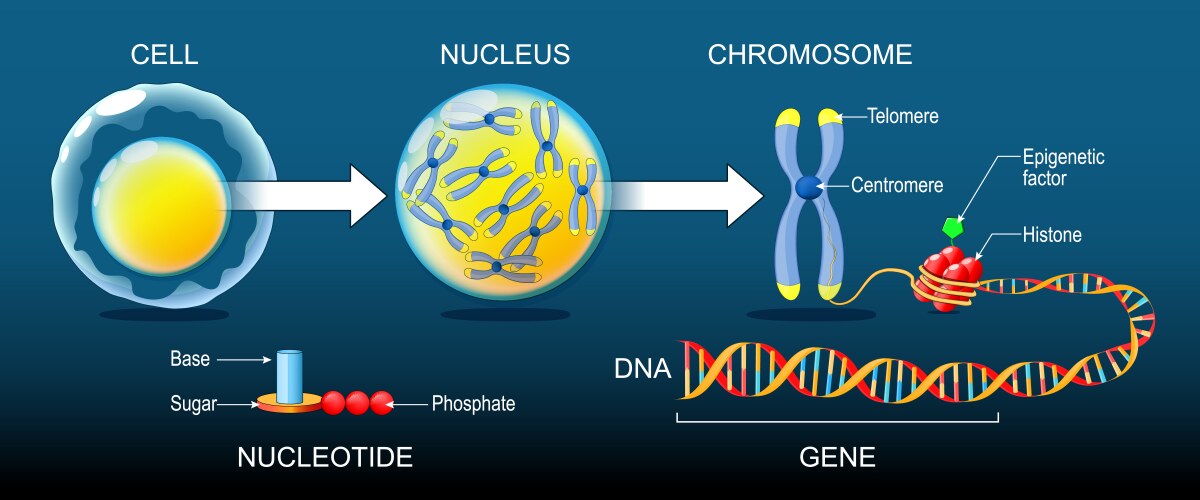 Chromatin Vector Images (over 140)