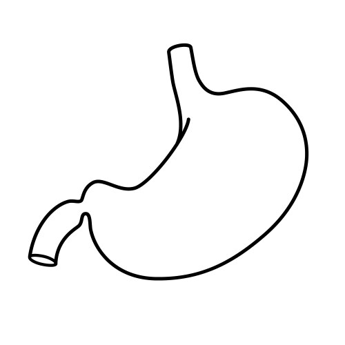 Stomach Outline Vector Images (over 6,500)