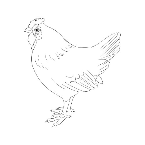 Walking chicken Royalty Free Vector Image - VectorStock