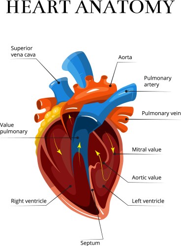 Human Heart Anatomy Diagram - Chambers & Labels – Royalty-Free Vector ...