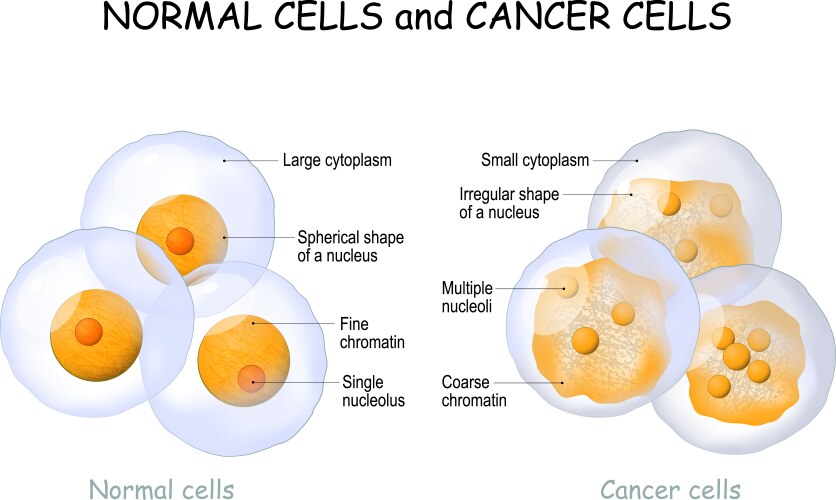 Cell wall composition comparison structure Vector Image