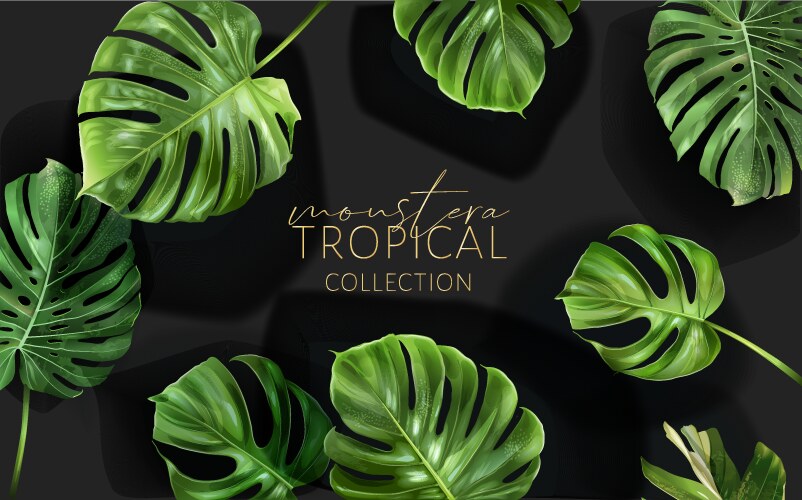 Monstera frame with green tropical leaves Vector Image