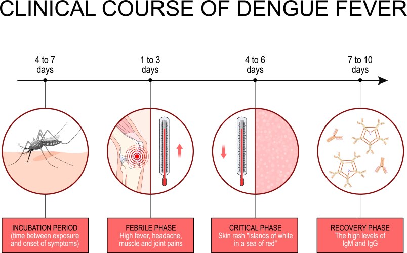 Dengue Fever Poster Vector Images (over 300)