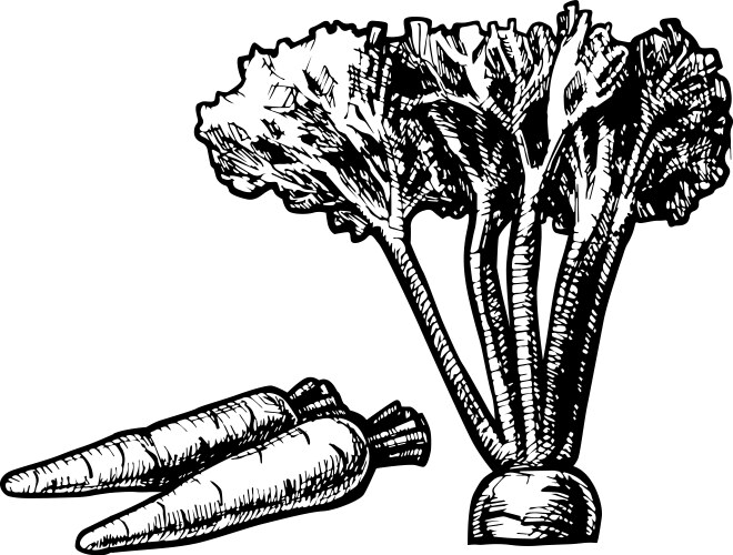 Engraving carrot retro Royalty Free Vector Image