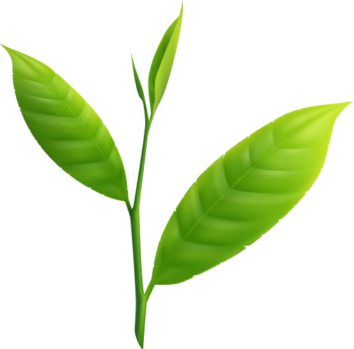 Matcha realistic concept Royalty Free Vector Image