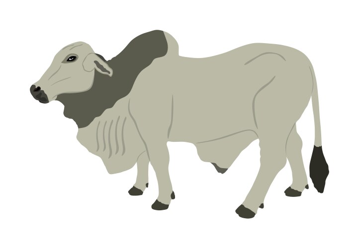 Brahman Bull Vector Images (over 130)