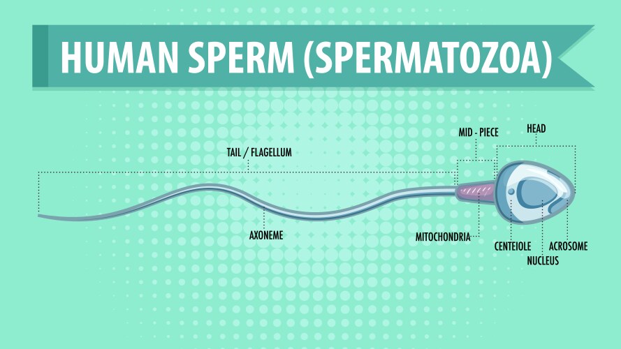 Sperm Cartoon Vector Images (over 1,900)