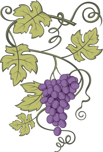 Fresh grapes cartoon Royalty Free Vector Image