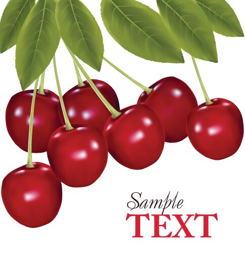 Two cherries with stems and a leaf Royalty Free Vector Image