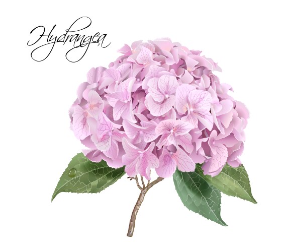 Hydrangea Vector Images (over 5,600)