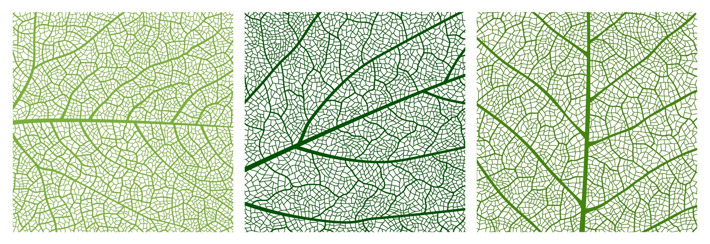 Leaf Vein Pattern - Botanical Texture Royalty Free Vector