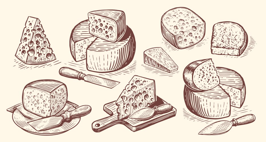 Drawing cheese sketch ingredients vintage dairy Vector Image