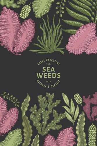 Seaweed design template hand drawn seaweeds Vector Image