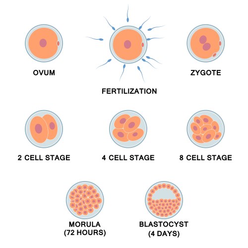 Stages human embryonic development Royalty Free Vector Image