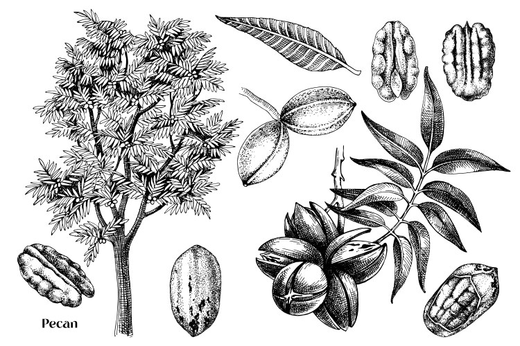 Pecan hand drawn food drawing nut trees Royalty Free Vector