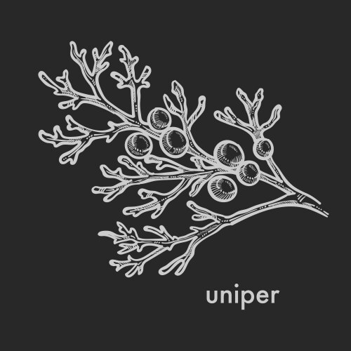 Juniper Tree Vector Images (over 1,200)